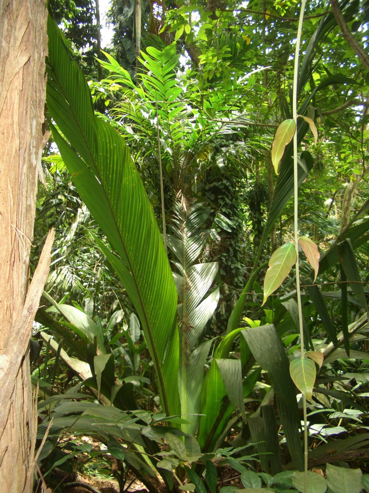 marojejya dariani or masoala ???? - DISCUSSING PALM TREES WORLDWIDE ...