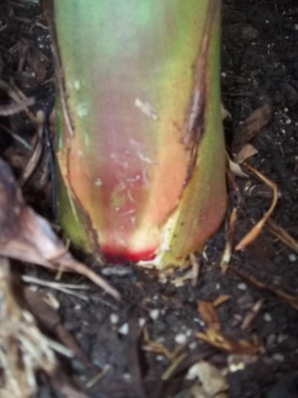 Why no red on this Areca macrocalyx var. Marie, help - DISCUSSING PALM ...