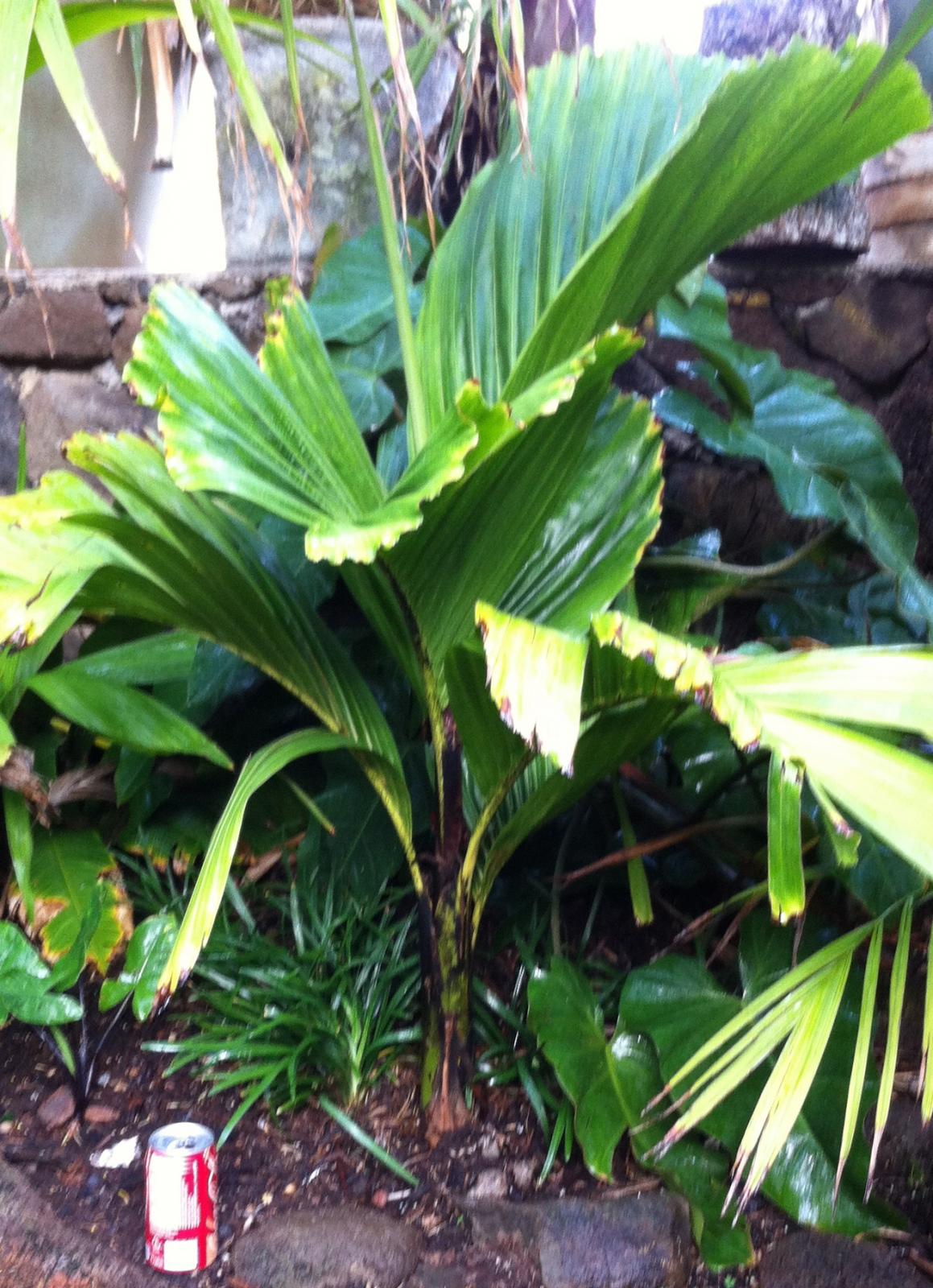 Hydriastele beguinii ' Obi Island' - DISCUSSING PALM TREES WORLDWIDE ...