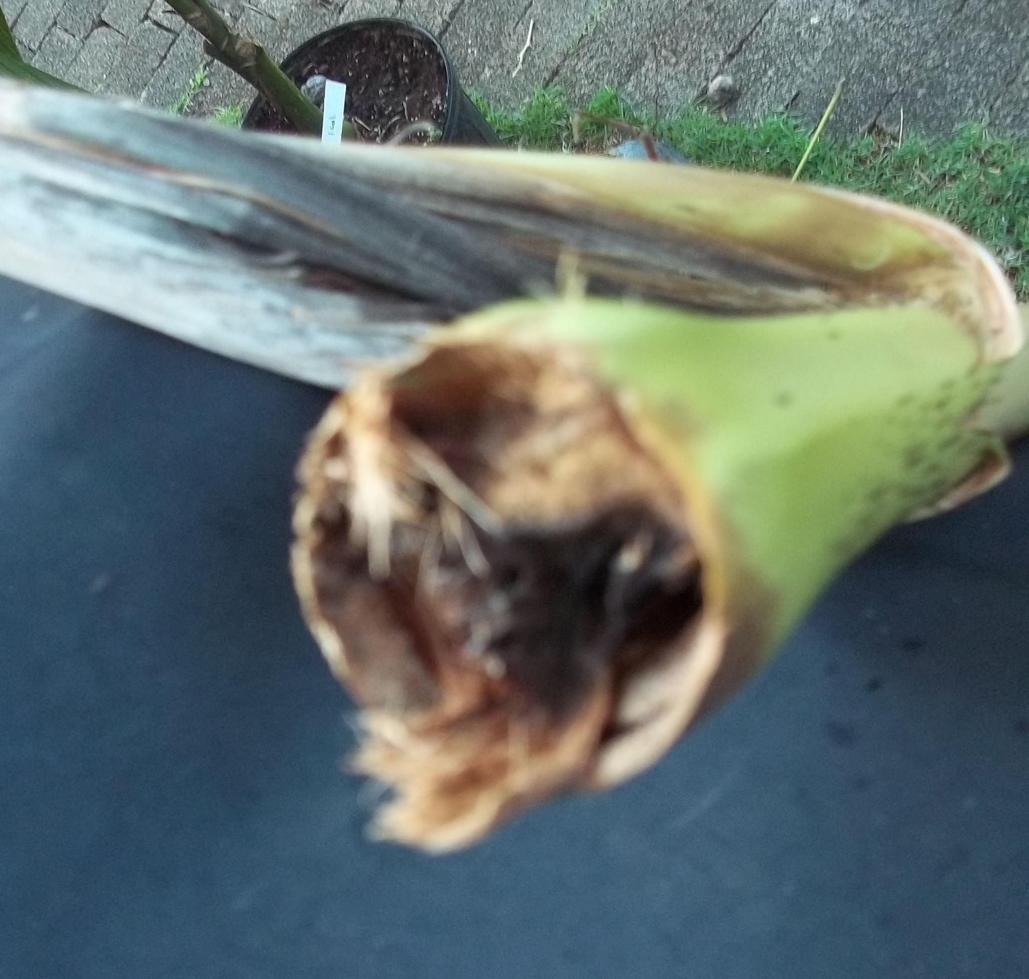 Help is it fungal or pest - DISCUSSING PALM TREES WORLDWIDE - PalmTalk