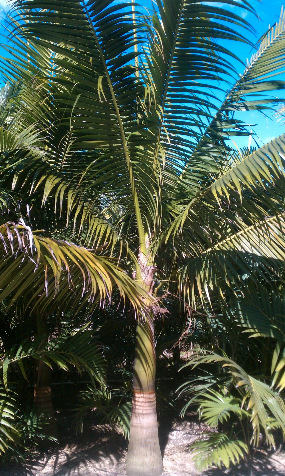 RARE PALMS LOW PRICES! - For Sale - PalmTalk