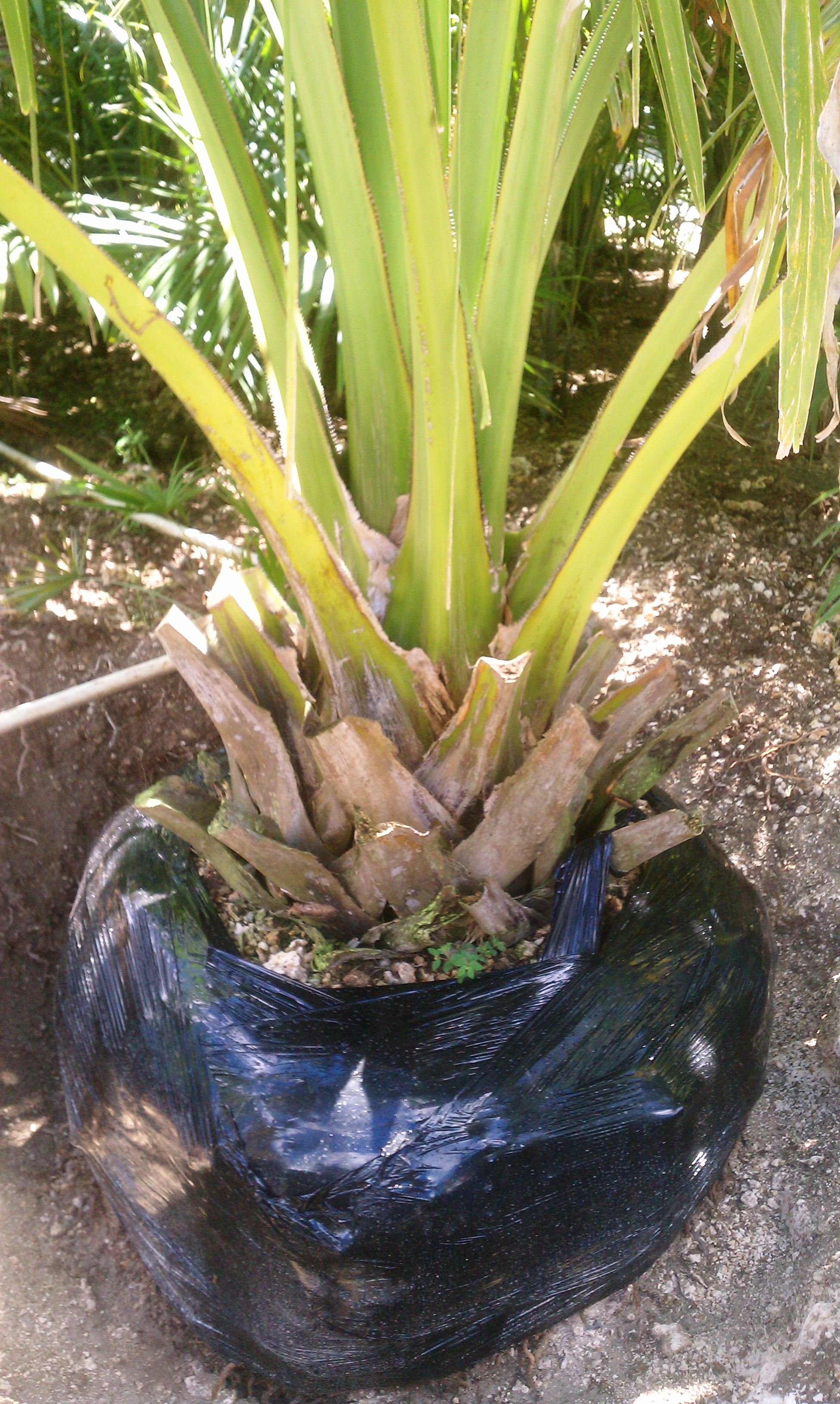 Corypha umbraculifera - DISCUSSING PALM TREES WORLDWIDE - PalmTalk