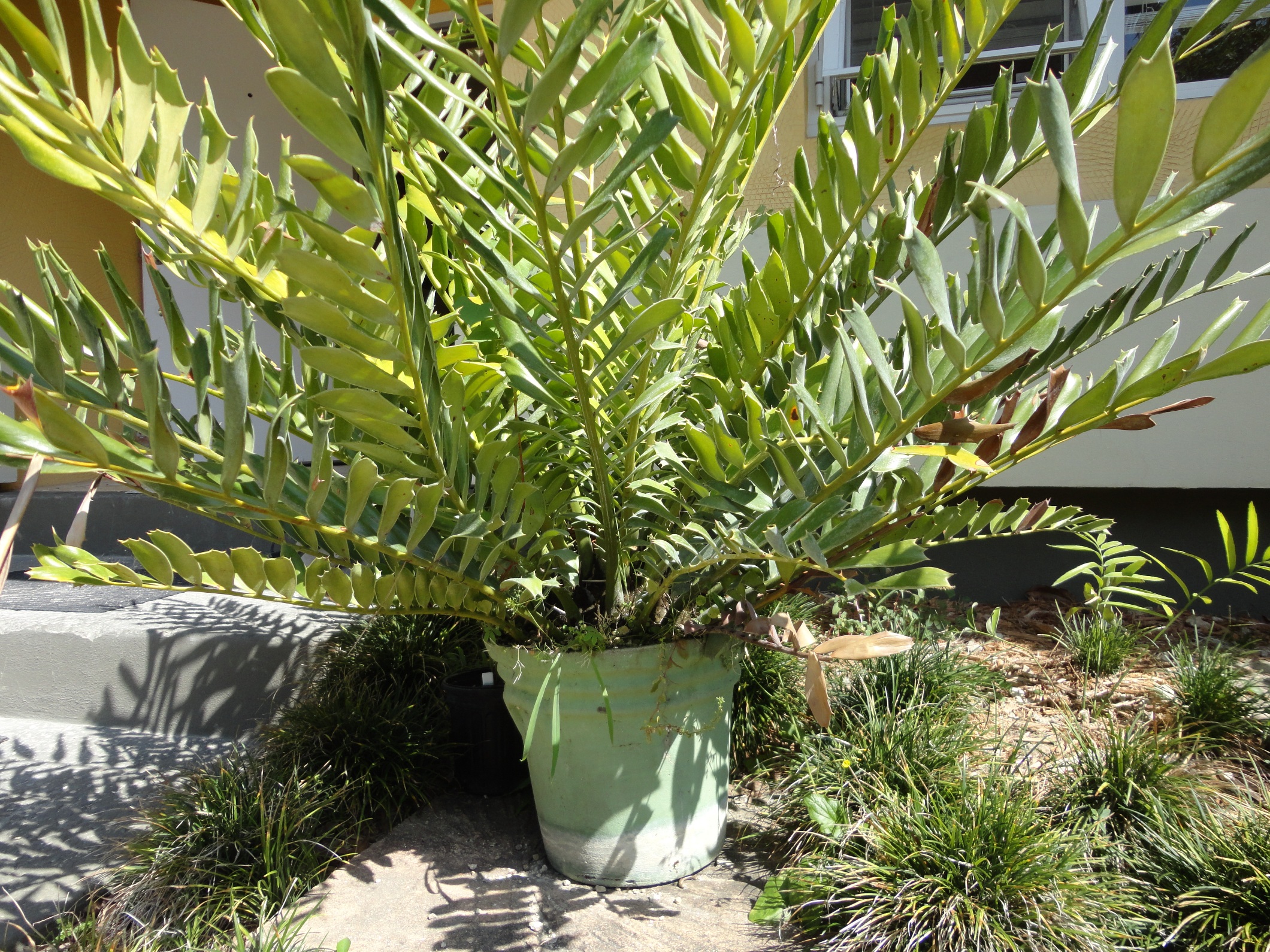 Encephalartos ferrox, Plant pictured $200 - For Sale - PalmTalk