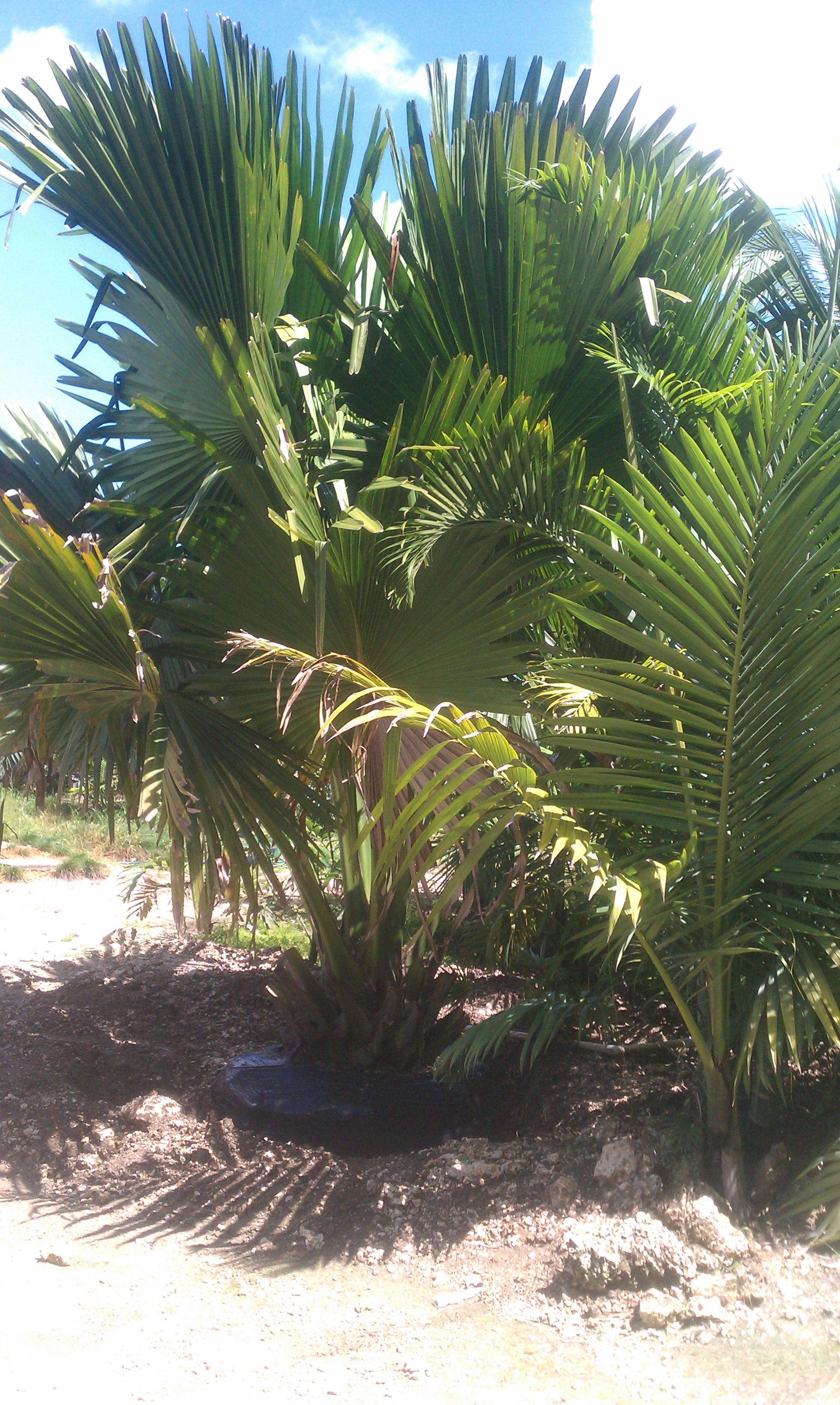 Corypha umbraculifera - DISCUSSING PALM TREES WORLDWIDE - PalmTalk