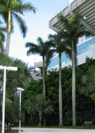 Stadiums and Palms - DISCUSSING PALM TREES WORLDWIDE - PalmTalk