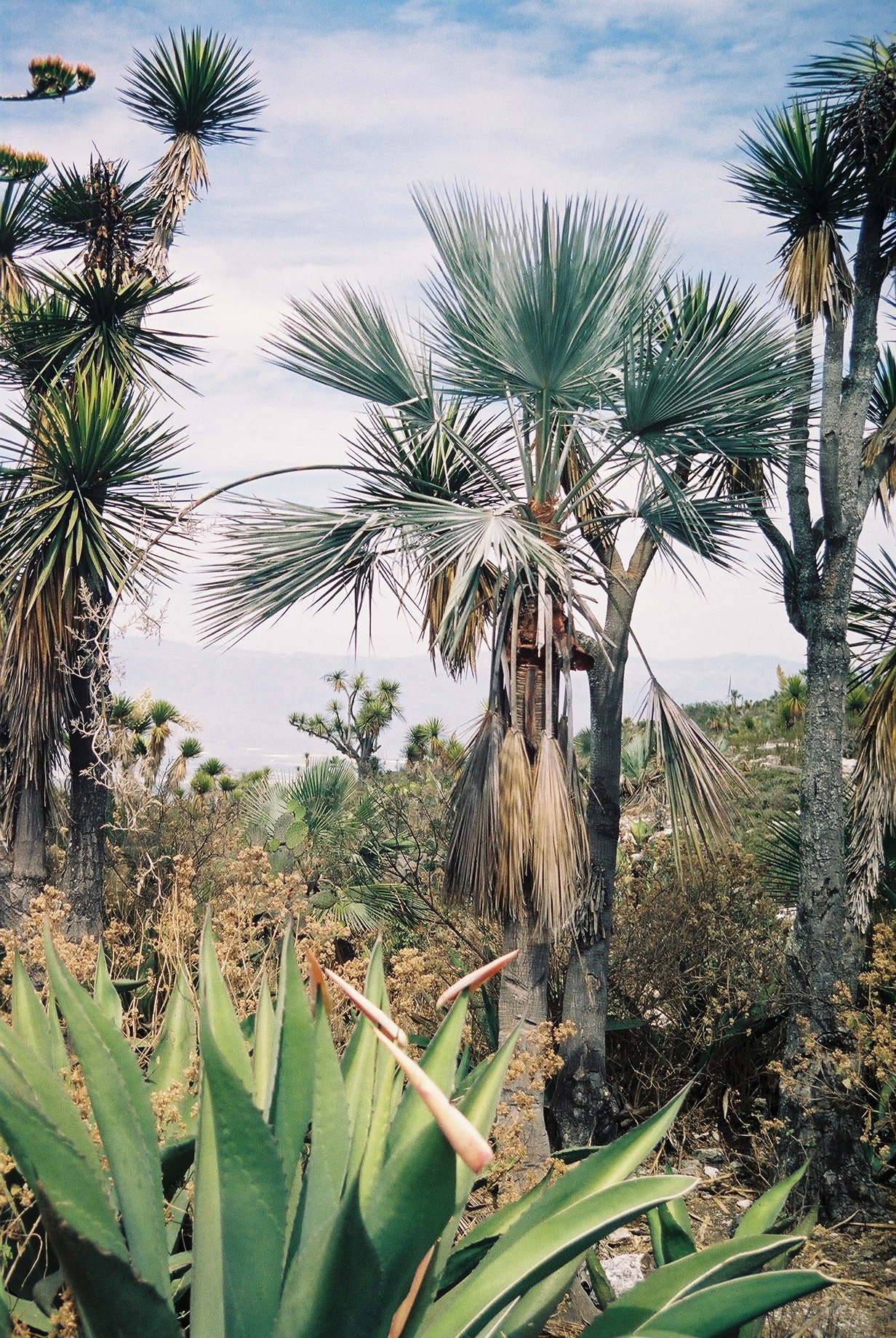 Brahea 'Super Silver' in habitad - DISCUSSING PALM TREES WORLDWIDE ...