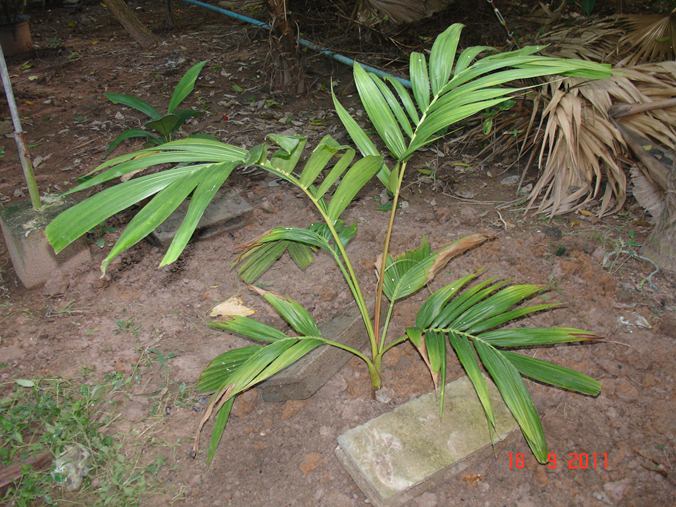 Loxococcus rupicola - DISCUSSING PALM TREES WORLDWIDE - PalmTalk