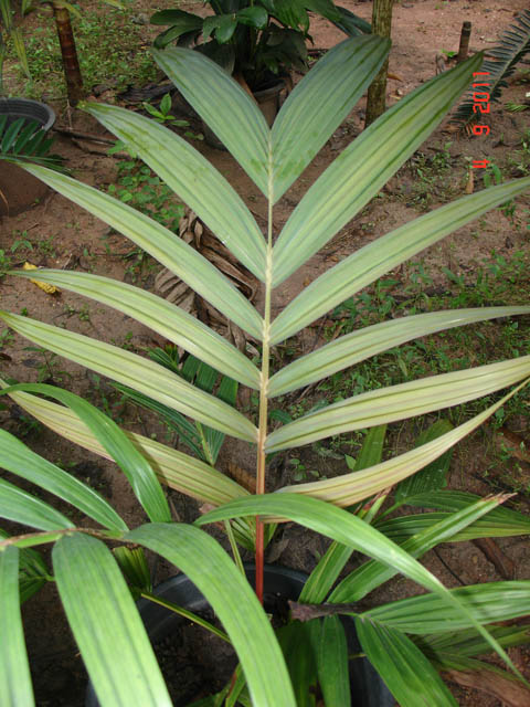 Loxococcus rupicola - DISCUSSING PALM TREES WORLDWIDE - PalmTalk