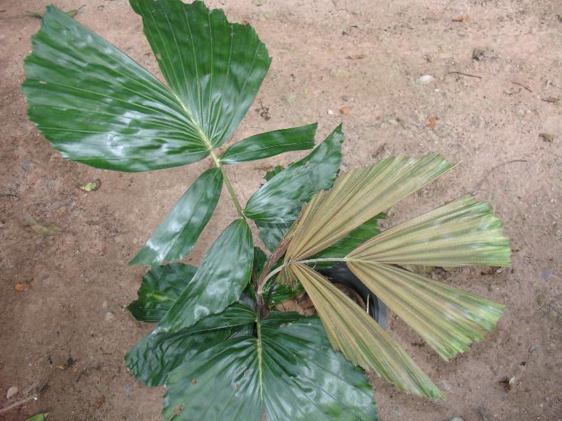 Palm Colors - DISCUSSING PALM TREES WORLDWIDE - PalmTalk