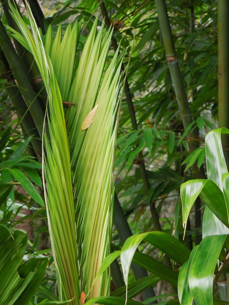 Wal's Palm update from the Beerwah wetlands - DISCUSSING PALM TREES ...