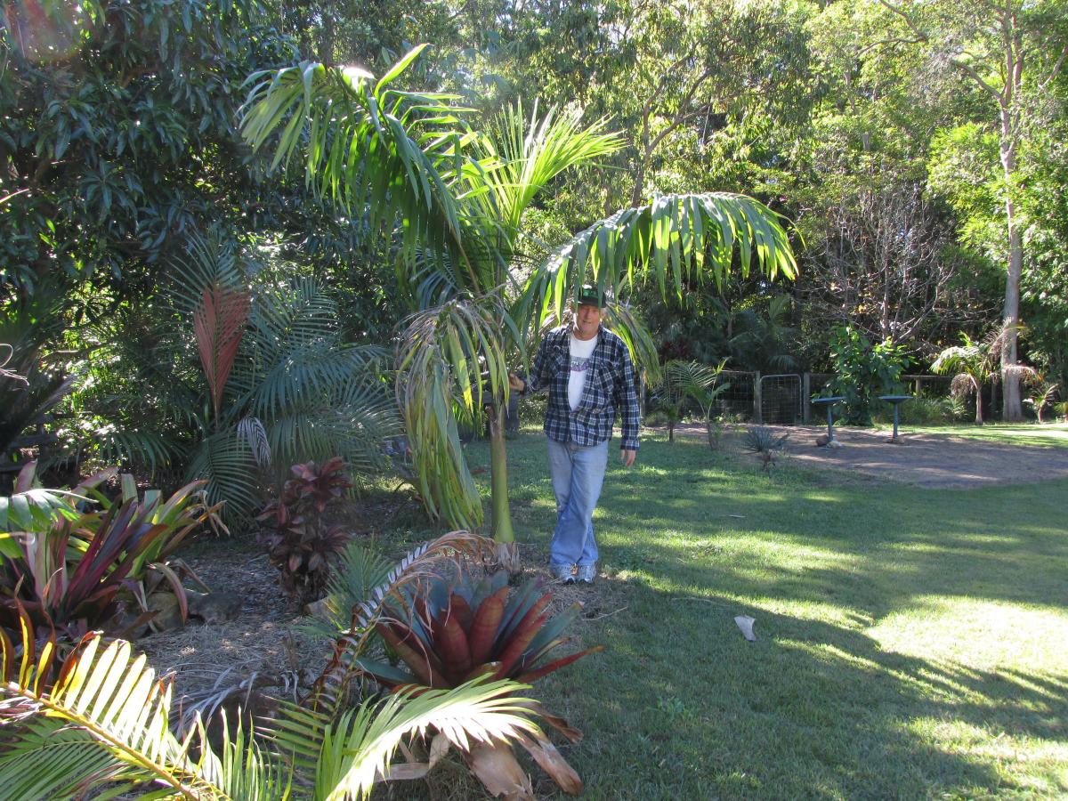 Before and After - Roystonea oleracea and Roystonea princeps ...