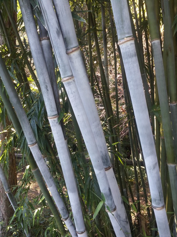Bamboo white - TROPICAL LOOKING PLANTS - Other Than Palms - PalmTalk