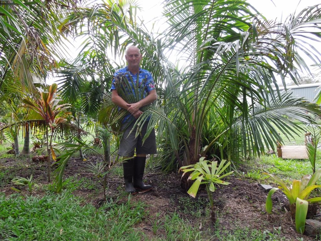 Wal's Palm update from the Beerwah wetlands - DISCUSSING PALM TREES ...
