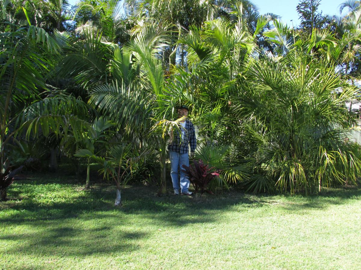 Before and After - Roystonea oleracea and Roystonea princeps ...