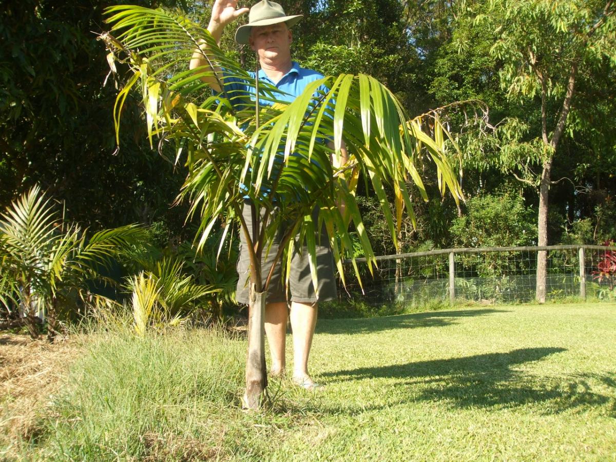 Before and After - Roystonea oleracea and Roystonea princeps ...