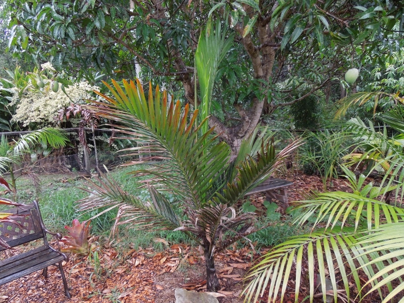 Palm devastation from recent heat - DISCUSSING PALM TREES WORLDWIDE ...