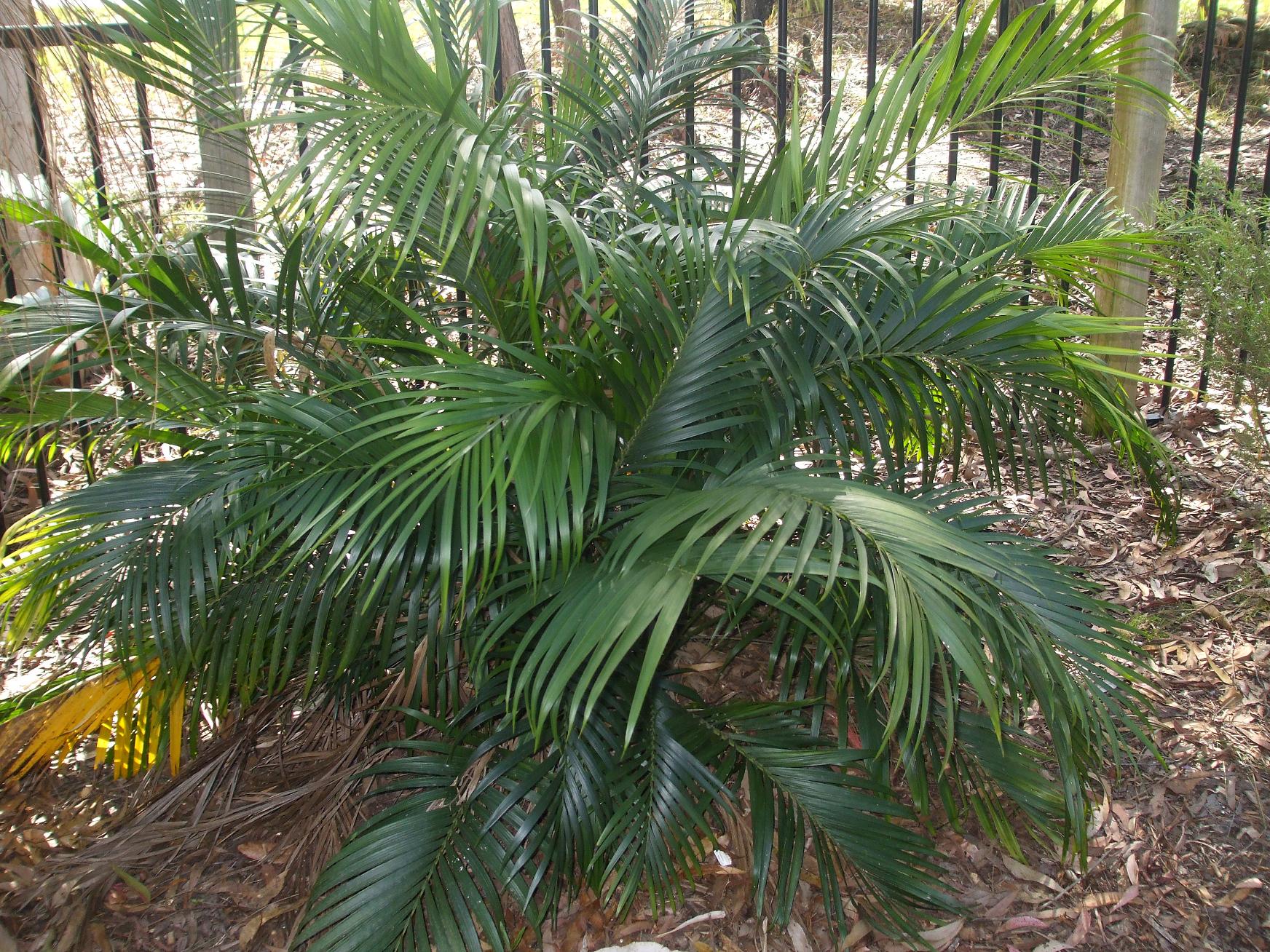 Cascade - Palm for effect - DISCUSSING PALM TREES WORLDWIDE - PalmTalk