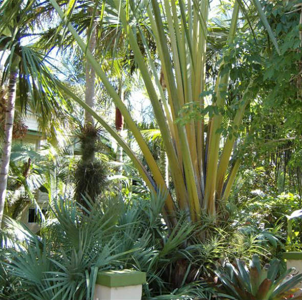 Corypha home plantings - DISCUSSING PALM TREES WORLDWIDE - PalmTalk