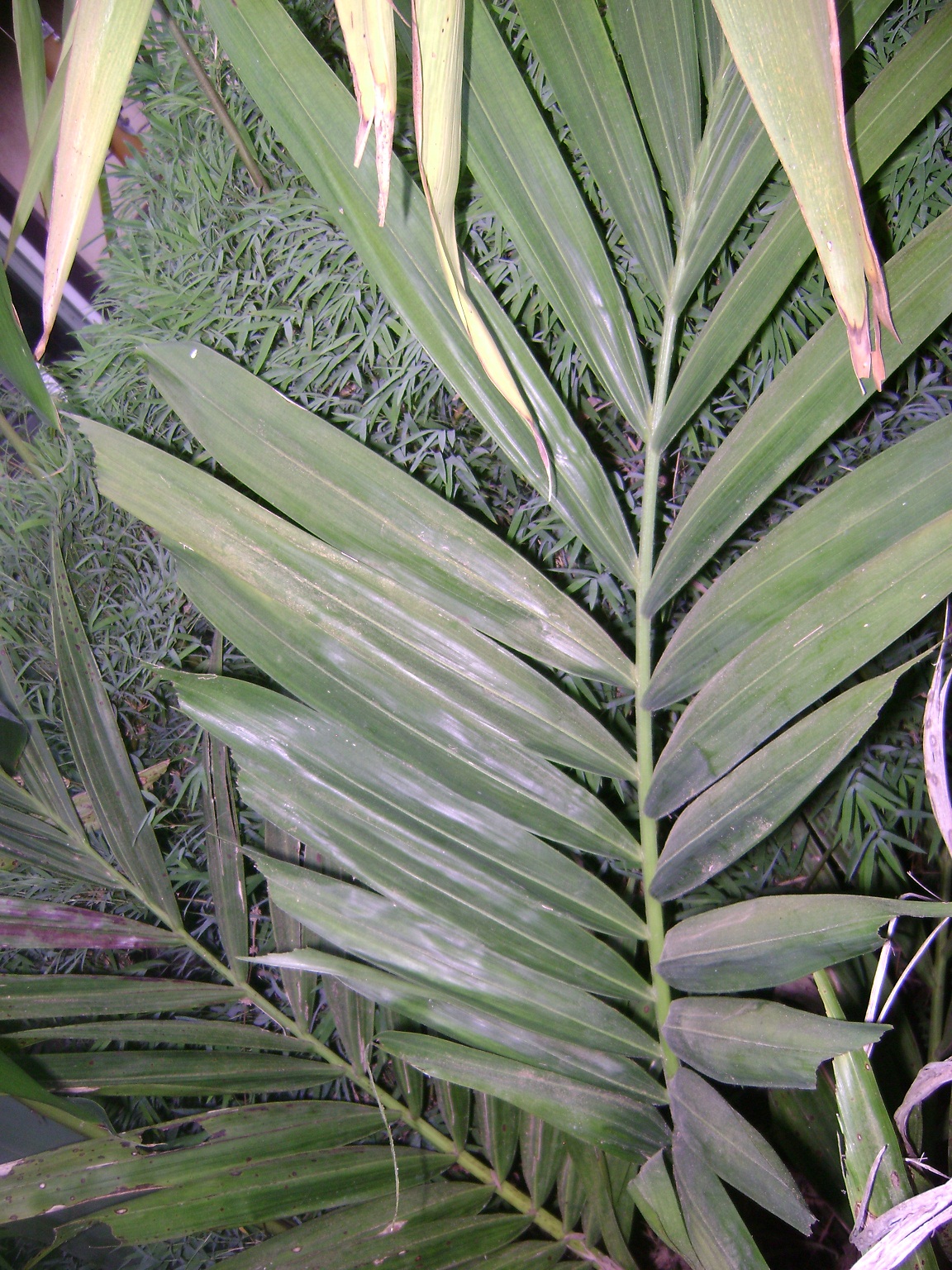 veitchia merrillii - DISCUSSING PALM TREES WORLDWIDE - PalmTalk