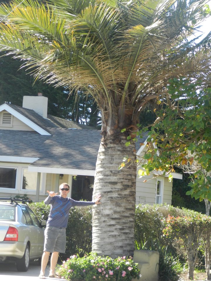 Jubaea s in Santa Barbara ! - DISCUSSING PALM TREES WORLDWIDE - PalmTalk