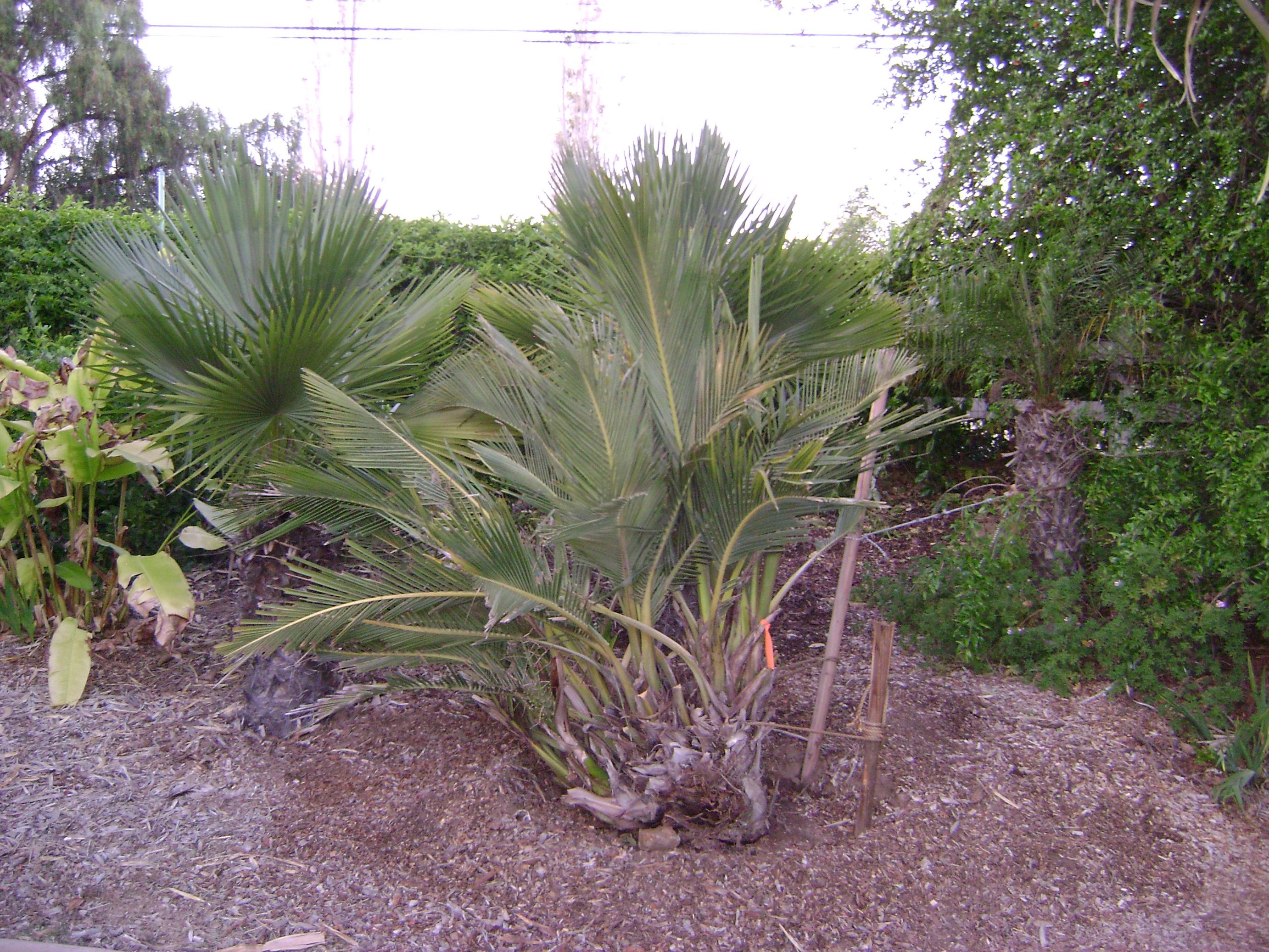 Jubaeopsis Caffra T-plant - DISCUSSING PALM TREES WORLDWIDE - PalmTalk