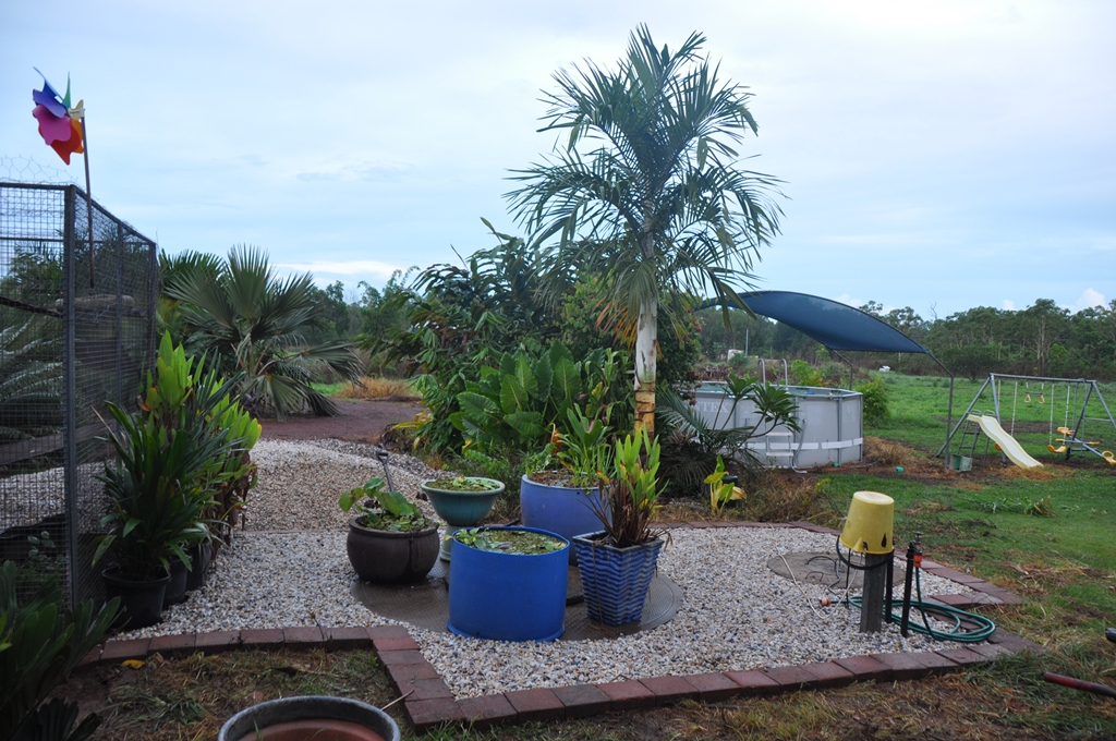 Weekend photos - DISCUSSING PALM TREES WORLDWIDE - PalmTalk