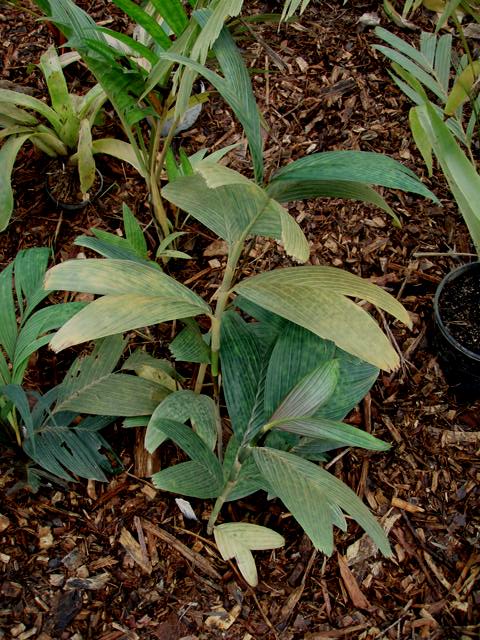 Pinanga disticha - DISCUSSING PALM TREES WORLDWIDE - PalmTalk