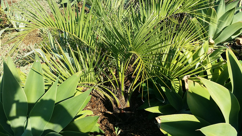 Butia Collection with variations including hybrids! - DISCUSSING PALM ...