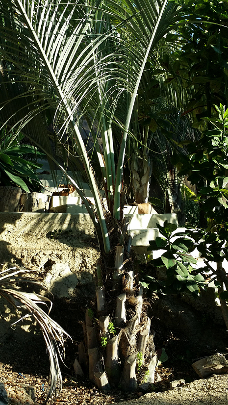 Butia Collection with variations including hybrids! - DISCUSSING PALM ...