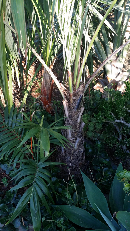 Butia Collection with variations including hybrids! - DISCUSSING PALM ...