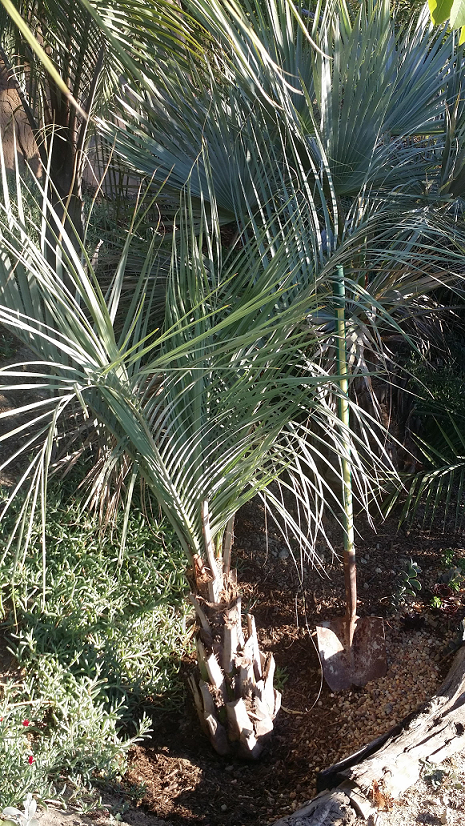 Butia Collection with variations including hybrids! - DISCUSSING PALM ...
