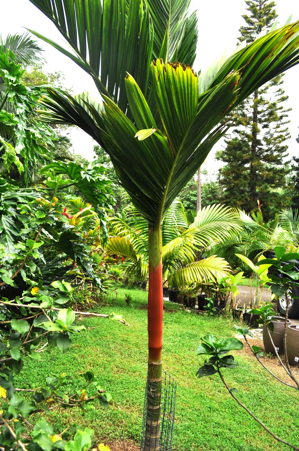 Red red Areca macrocalyx - DISCUSSING PALM TREES WORLDWIDE - PalmTalk