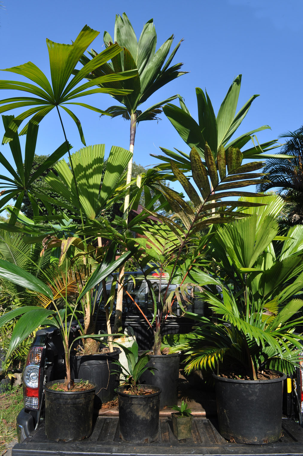 Lee's Birthday Loot - DISCUSSING PALM TREES WORLDWIDE - PalmTalk