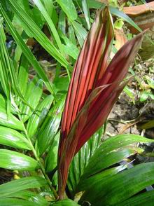 Calyptrocalyx Just one of the Beauties - DISCUSSING PALM TREES ...