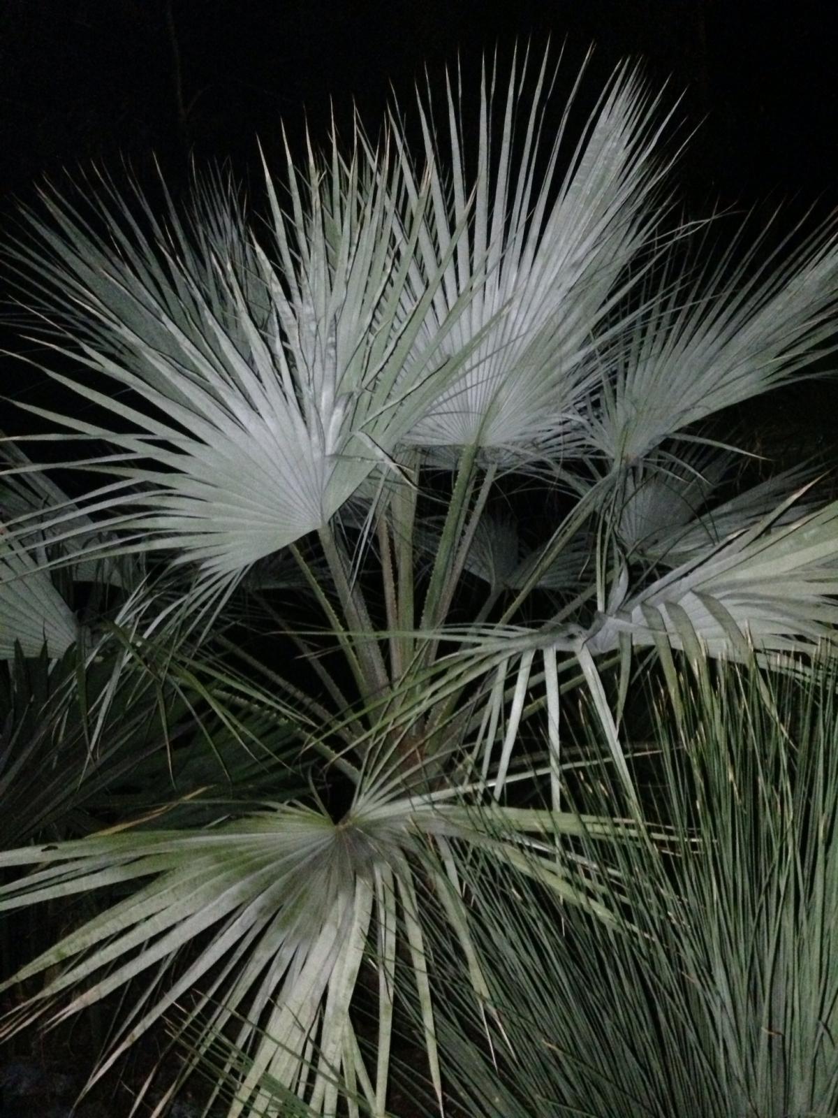 Night palm shots - DISCUSSING PALM TREES WORLDWIDE - PalmTalk