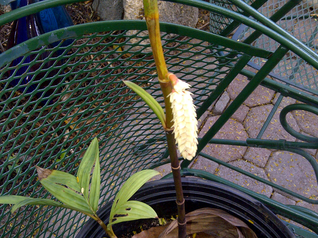 Pinanga disticha flowering - DISCUSSING PALM TREES WORLDWIDE - PalmTalk