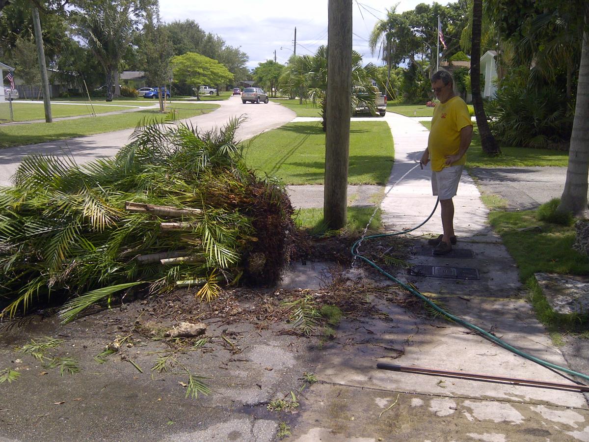 Palm removal. - DISCUSSING PALM TREES WORLDWIDE - PalmTalk