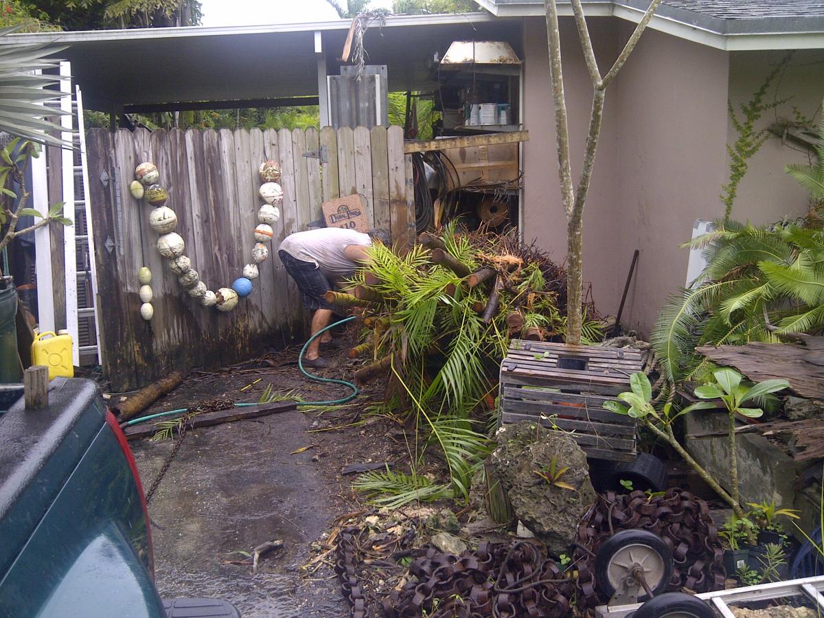 Palm removal. - DISCUSSING PALM TREES WORLDWIDE - PalmTalk