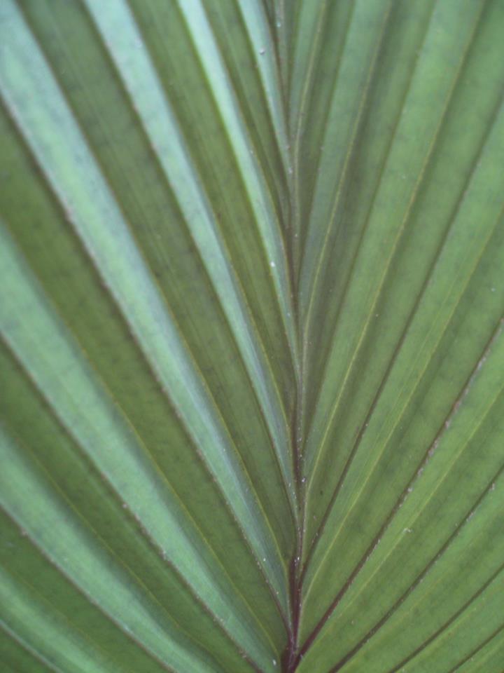 My Calyptrocalyx - DISCUSSING PALM TREES WORLDWIDE - PalmTalk