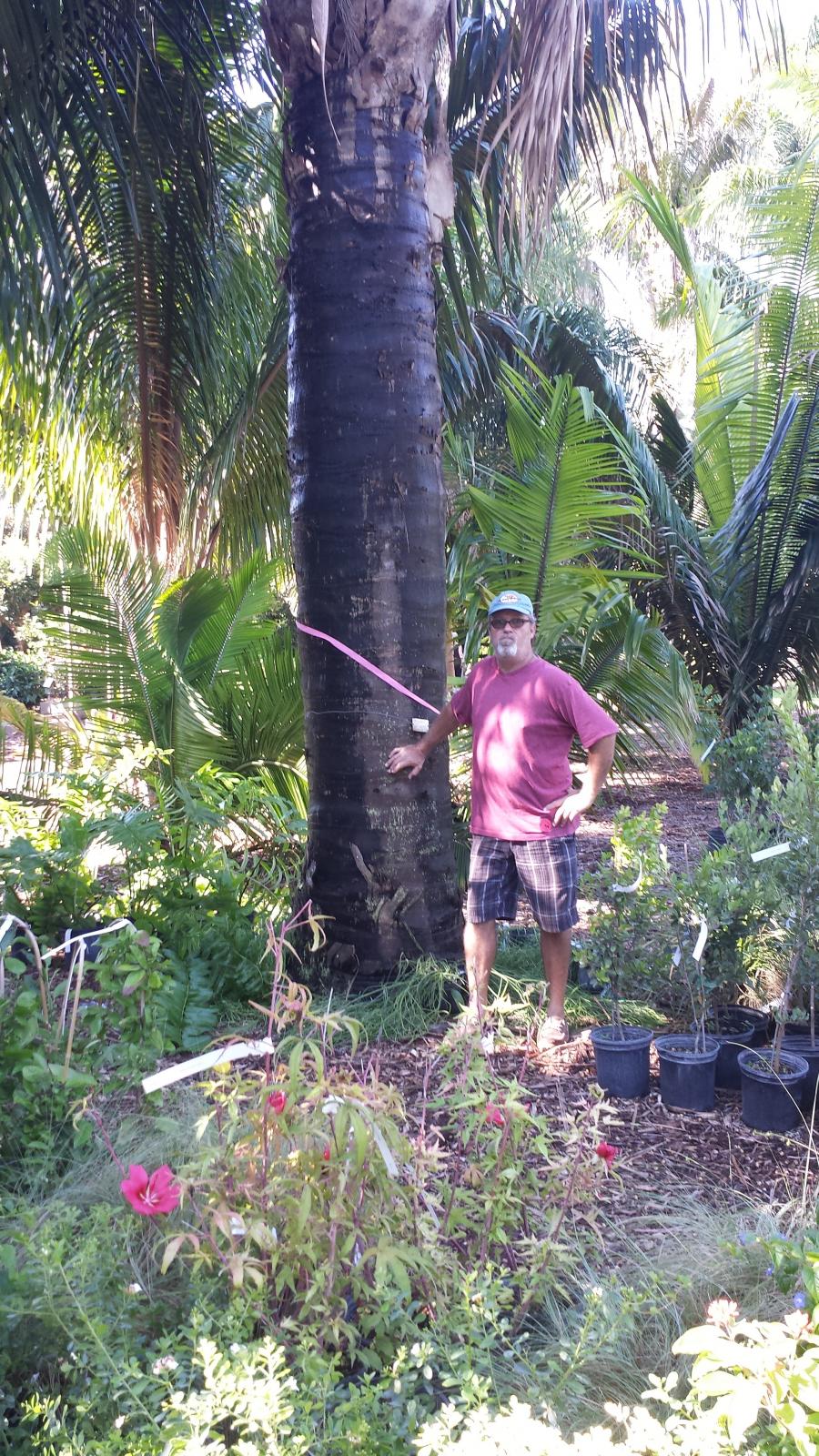 Monsters - DISCUSSING PALM TREES WORLDWIDE - PalmTalk