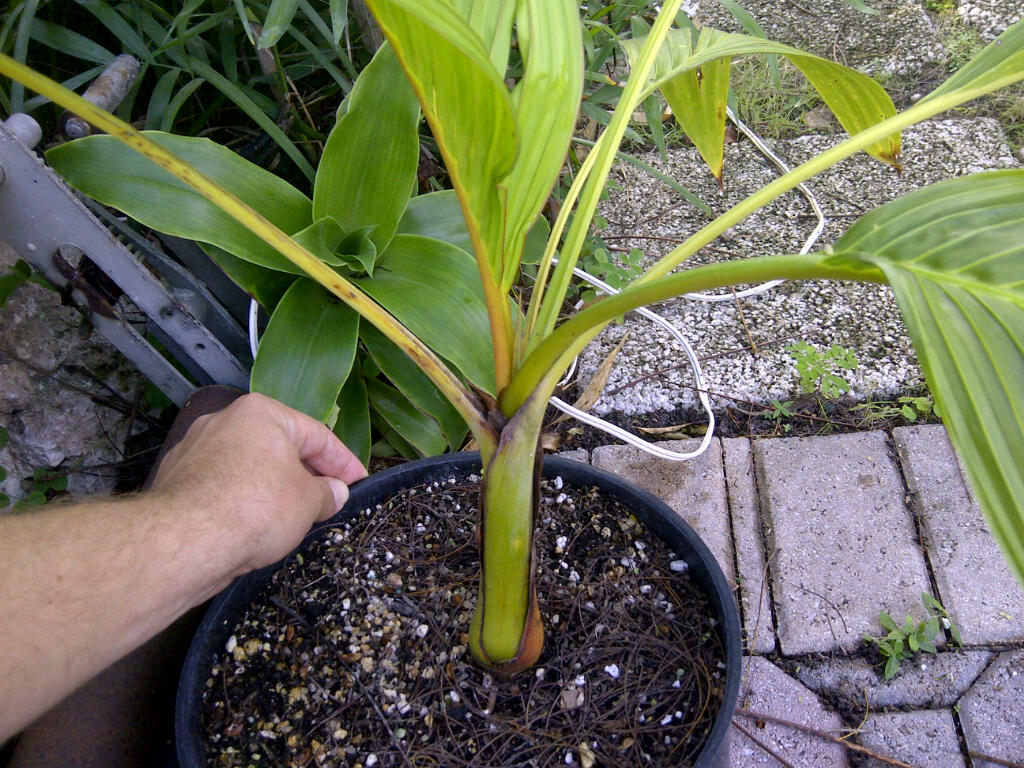 Bentinckia Condapanna - DISCUSSING PALM TREES WORLDWIDE - PalmTalk