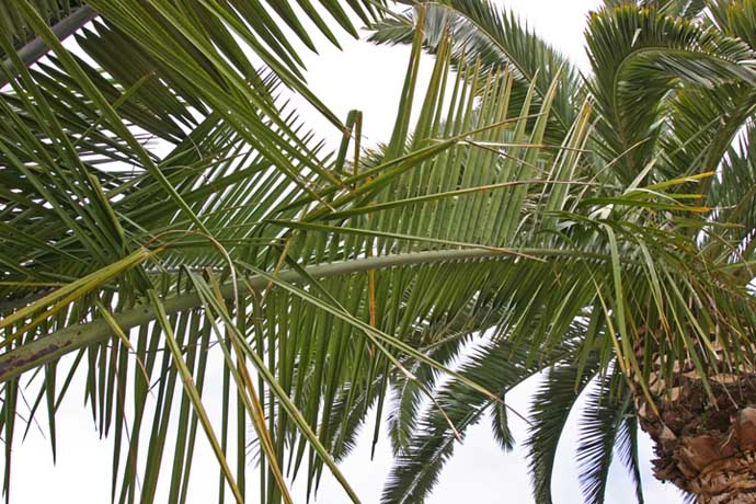 butia hybrids - DISCUSSING PALM TREES WORLDWIDE - PalmTalk