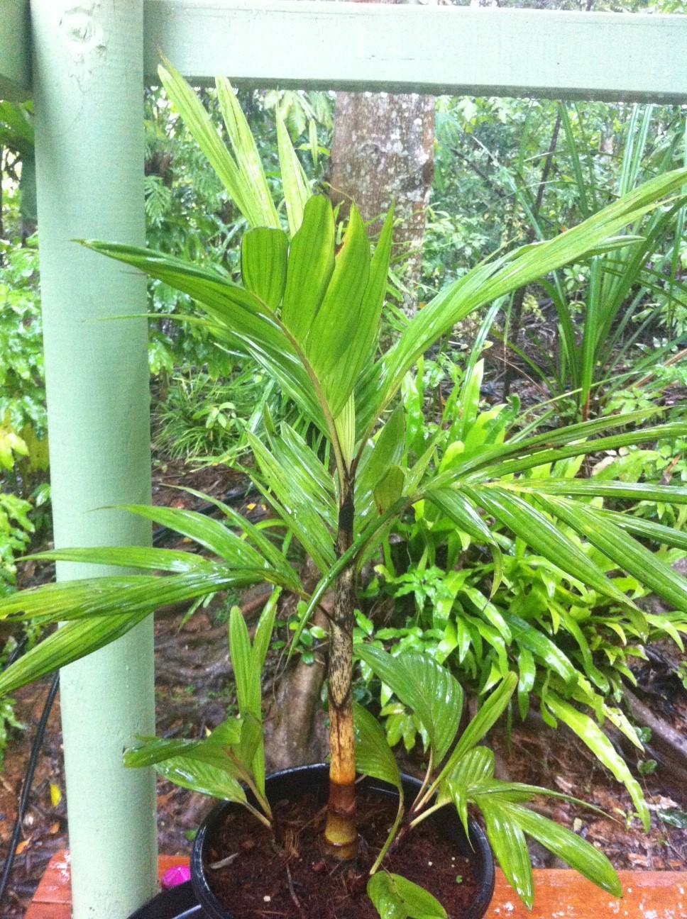Dypsis faneva requirements - DISCUSSING PALM TREES WORLDWIDE - PalmTalk
