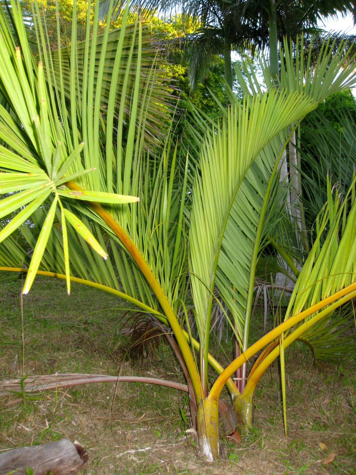 Palm Colors - DISCUSSING PALM TREES WORLDWIDE - PalmTalk