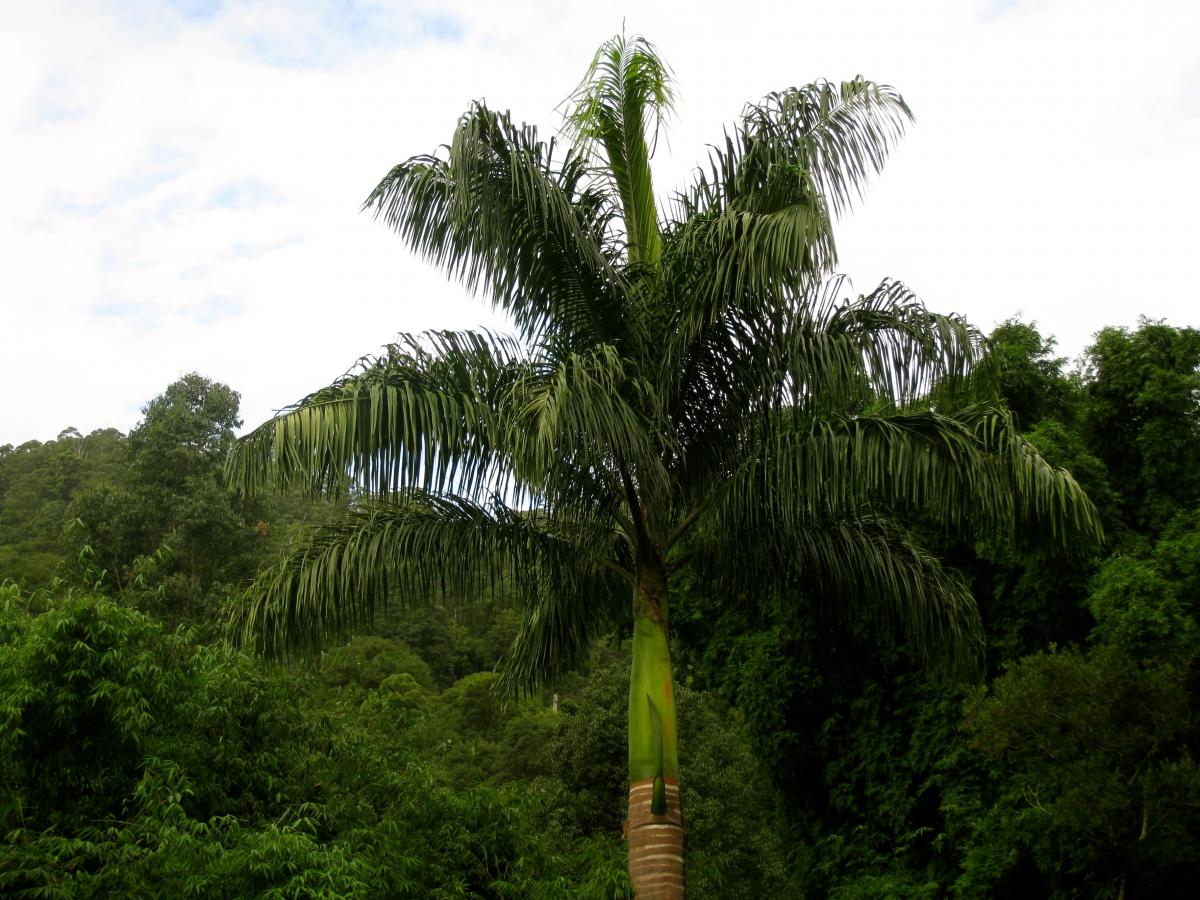 Caribbean Oleracea and Venezuelan Oleracea - DISCUSSING PALM TREES ...
