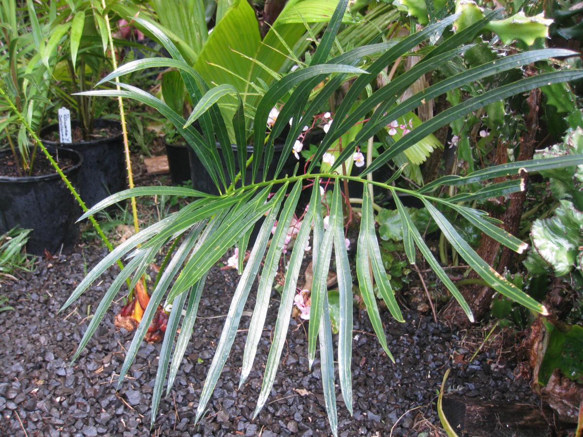 Cycas Debaoensis - super wavy leaflets - TROPICAL LOOKING PLANTS ...