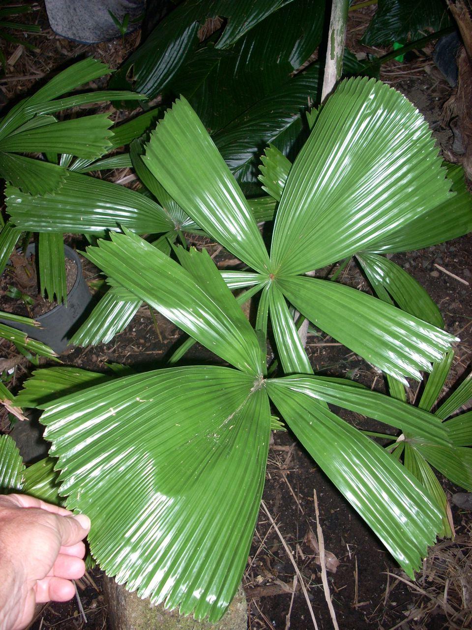 Licuala sp...what.. - DISCUSSING PALM TREES WORLDWIDE - PalmTalk