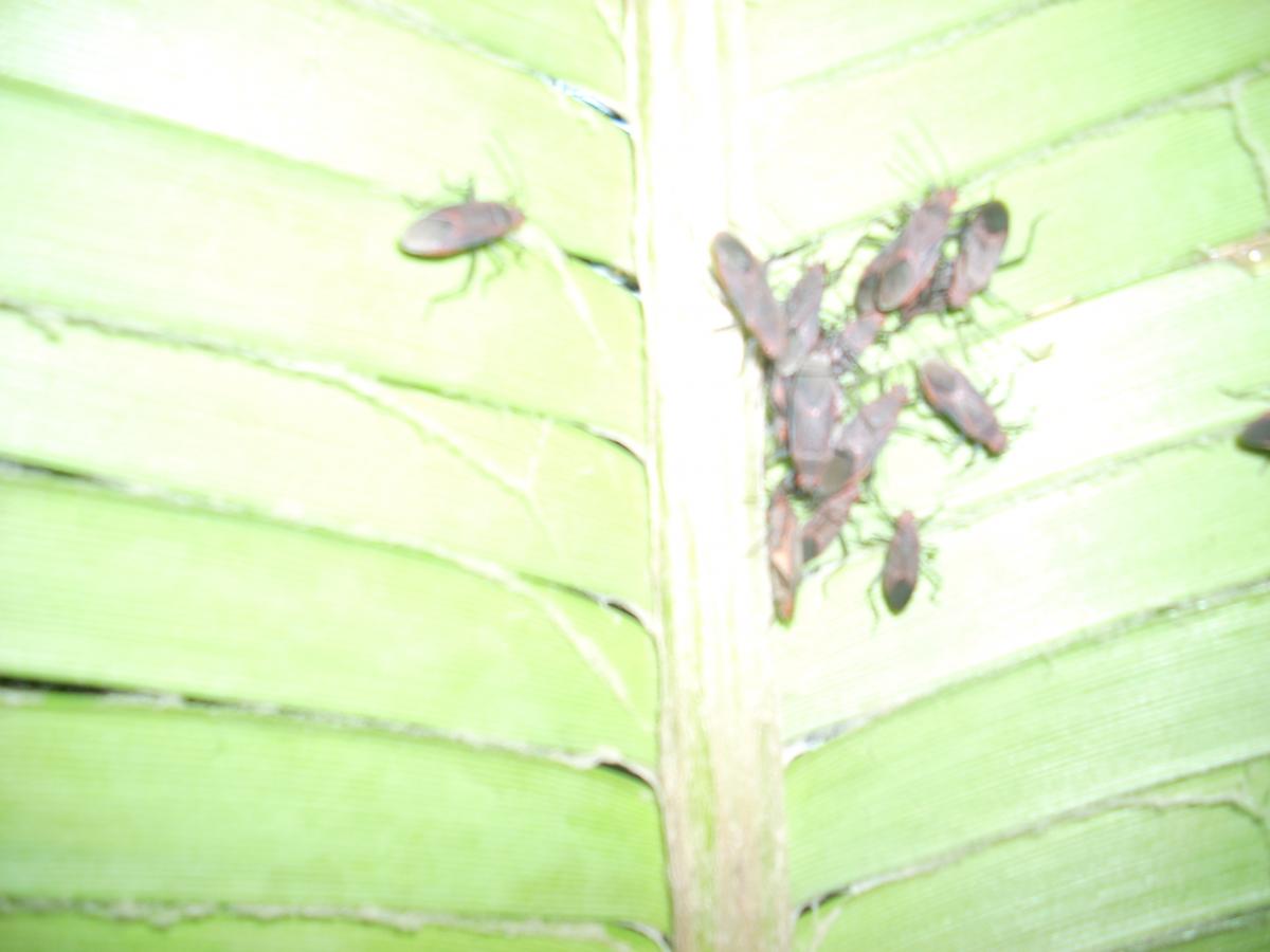 Whats Bug/insect is this - OHANA NUI - OFF TOPIC SUB-FORUM - PalmTalk
