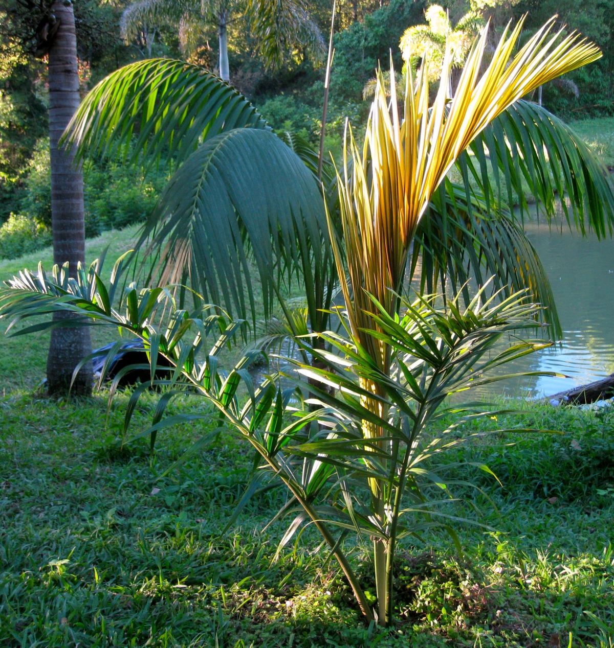 Dypsis "copper glow" :) - DISCUSSING PALM TREES WORLDWIDE - PalmTalk