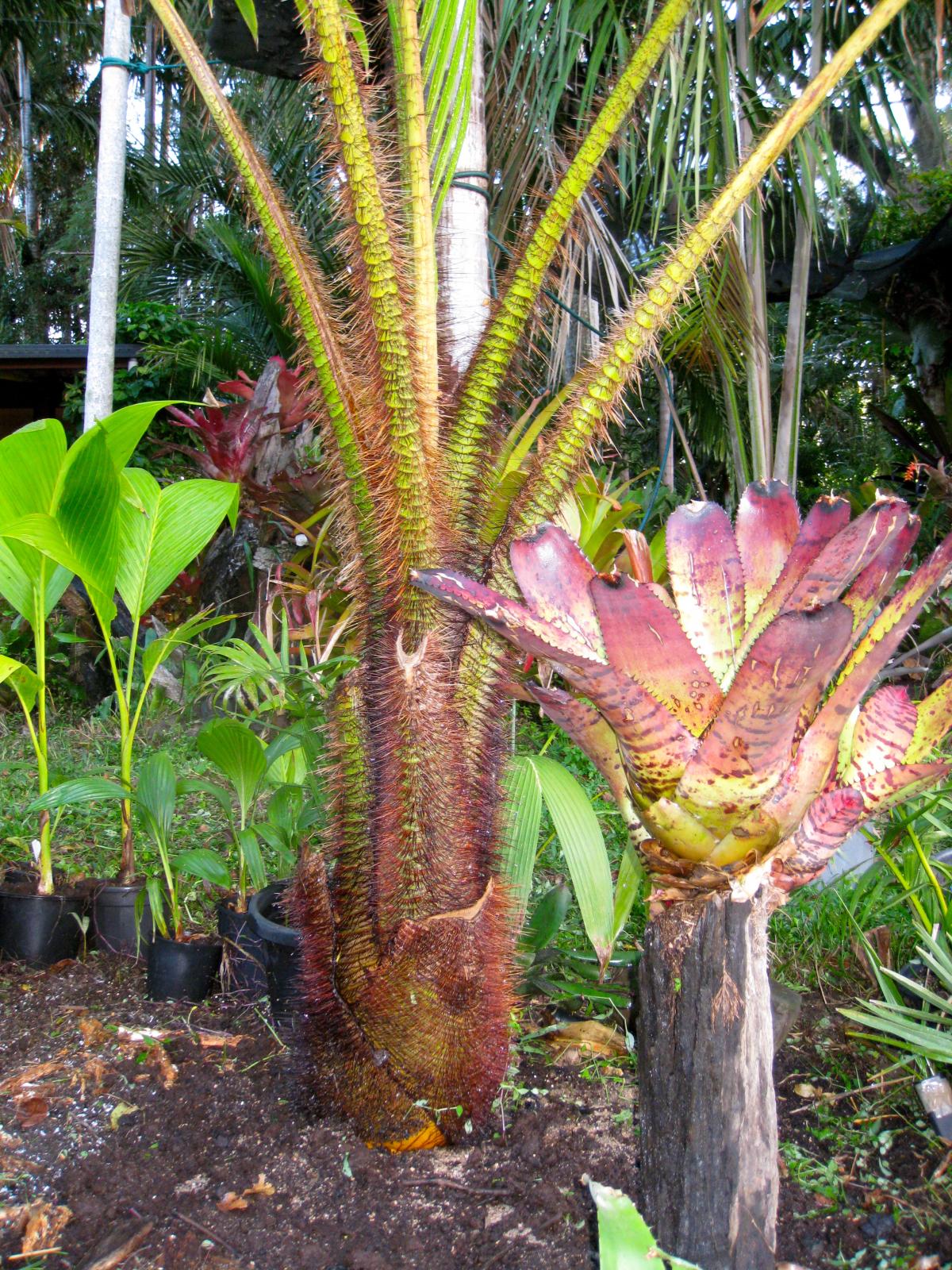 Piggie in the middle - DISCUSSING PALM TREES WORLDWIDE - PalmTalk